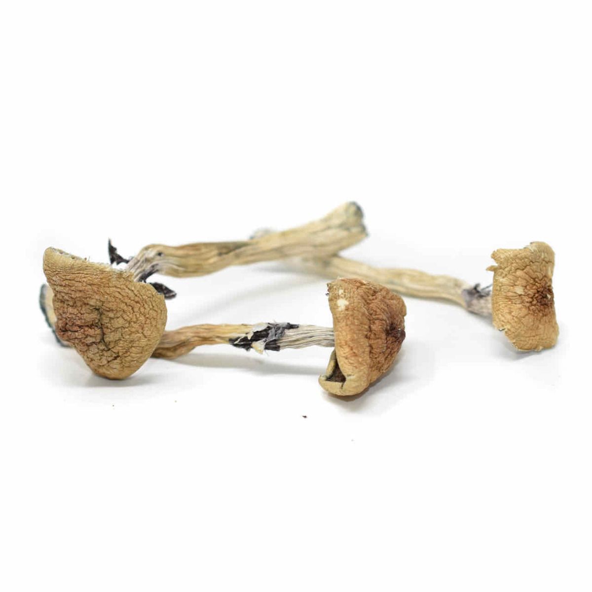 1 Gram Shrooms - Top Shelf Express